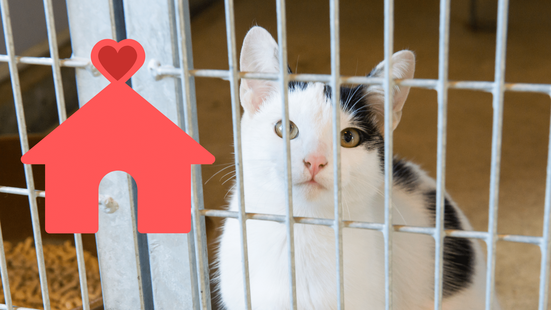 What to Think About When Adopting a Shelter Pet in Jupiter, FL